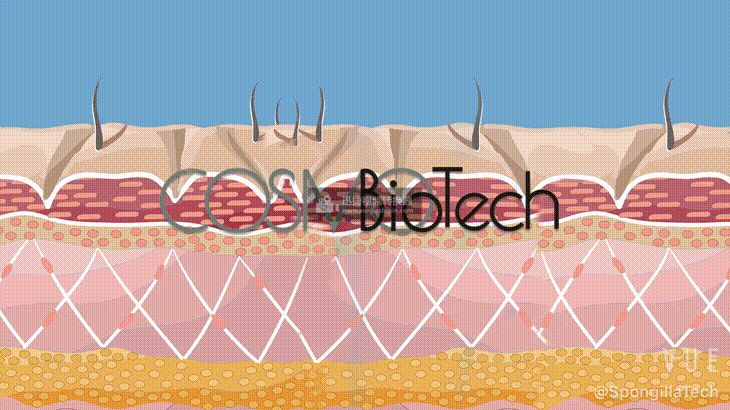 How Sponge spicules work | Sponge Spicules | Spongilla Spicules ...